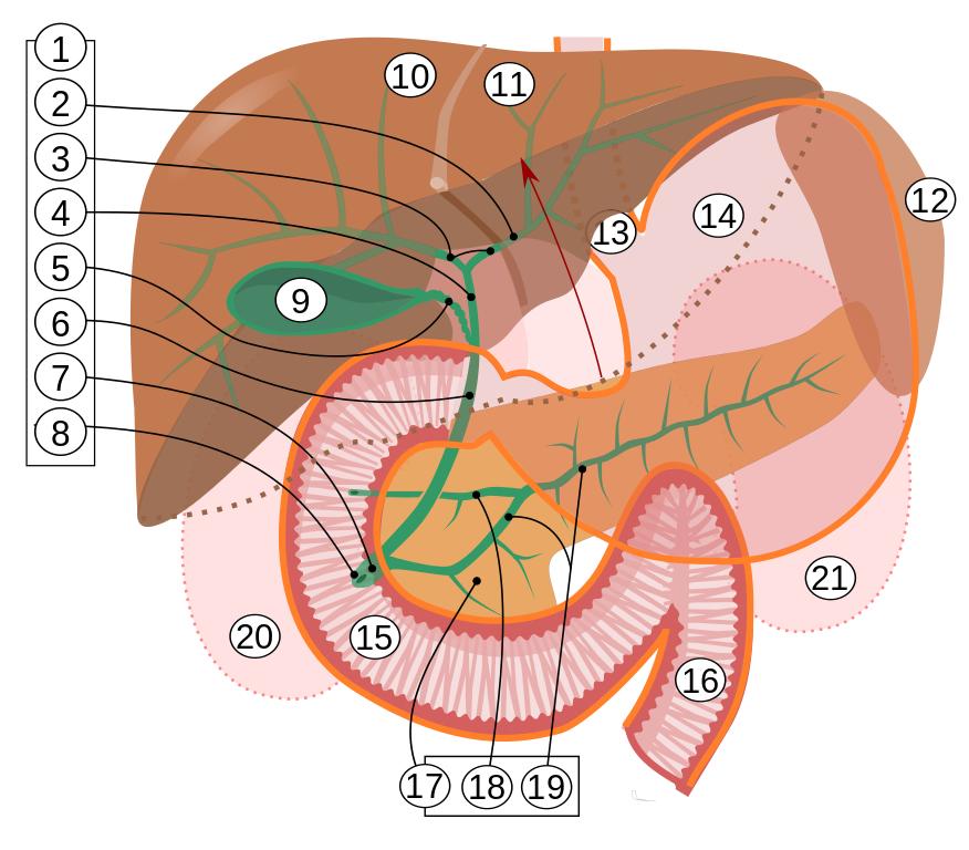 Common Hepatic Duct